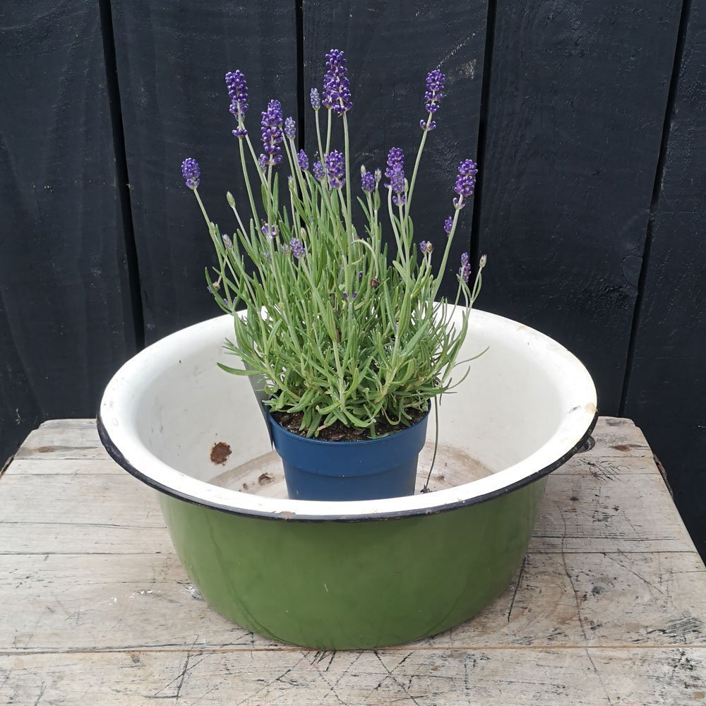 Vintage Green Enamel Bowl Planter - BAXTER & CO. home